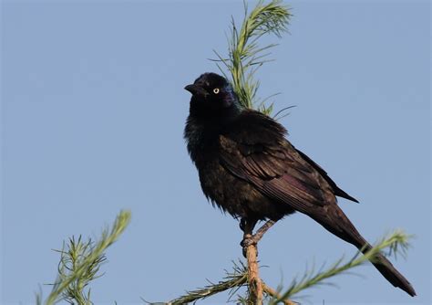 Rural Chatter Birds Nature And Environment