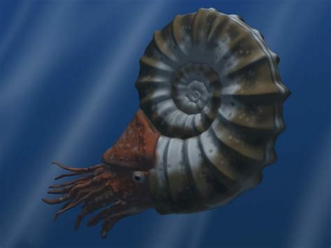 4 12 Inch Perisphinctes Ammonite Jurassic 1943 For Sale