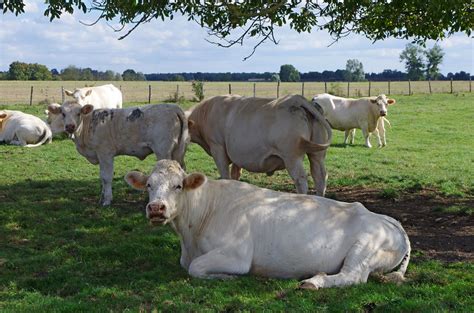 Photo Chassy Photos Images Chassy 18800