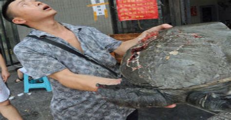 Man Almost Killed By Flying Turtle Daily Star
