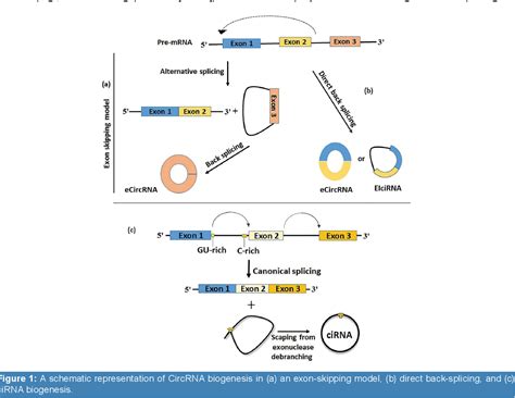 Figure 1 From The Role Of Circular Rnas In Male Infertility And Reproductive Cancers A