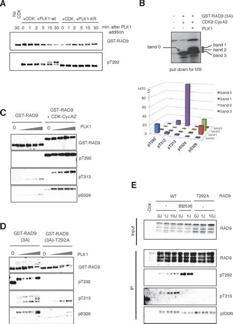 Figure 3 From The Cdk Plk1 Axis Targets The Dna Damage Checkpoint