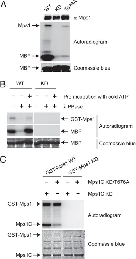 Figure 2 From Autophosphorylation Dependent Activation Of Human Mps1 Is