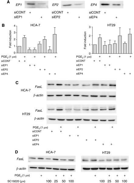 Suppression Of Ep1 Blocks Pge2 Induced Fasl Upregulation In Hca 7 And