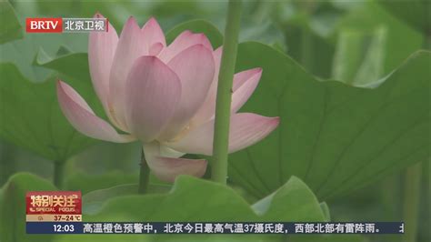 小暑节气到 今年“三伏天”上蒸下煮共40天北京时间