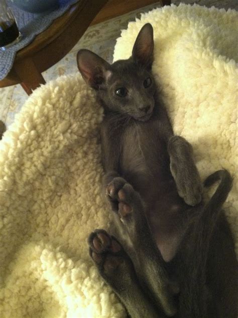 17 Best Images About Beautiful Oriental Shorthaired Cats And Kittens On
