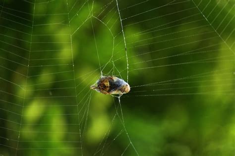 Premium Photo A Spider Web With A Spider Victim Wrapped In Threads A