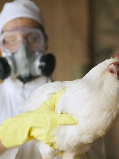 O Que é A Gripe Aviária Canal Agro Estadão