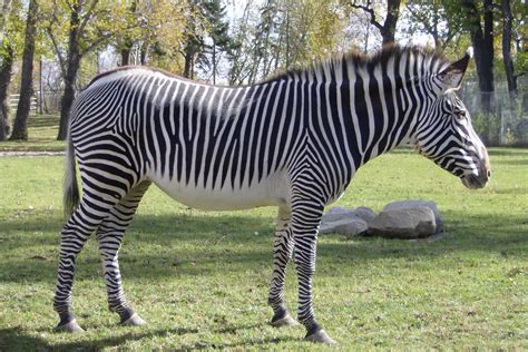 File:Grevy's Zebra 1.jpg