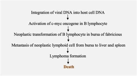 Avian Leukosis Big Liver Disease Visceral Lymphoid Leukosis