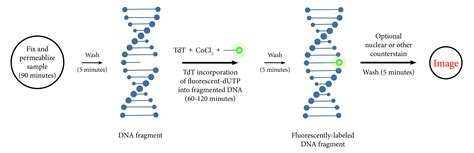 Tunel Assays Aat Bioquest