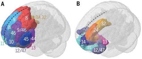 Prefrontal Cortex Diagram