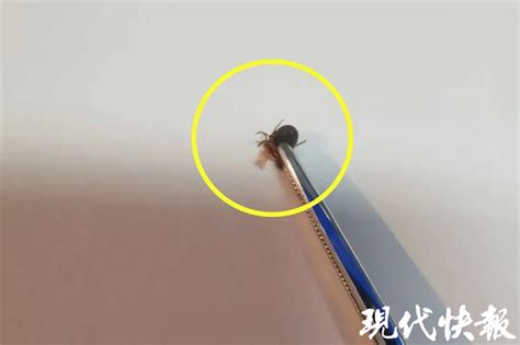 穿防护服挥白旗蜱虫猎人一小时捉虫10多只 极目新闻