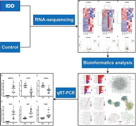 Differentially Expressed Mrnas Micrornas And Long Noncoding Rnas In Intervertebral Disc