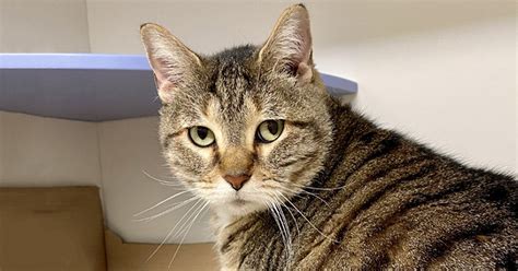 Jellybeans Is Sweet As Candy And Ready To Go Home With You Aspca