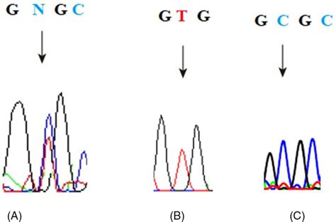 Partial Sequence Vdr Gene Pcr Fragment For Bms I Polymorphism A