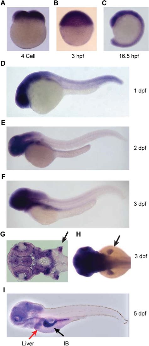 Figure 1 From Splicing Factor Dhx15 Affects Tp53 And Mdm2 Expression