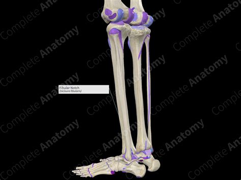 Fibular Notch Complete Anatomy
