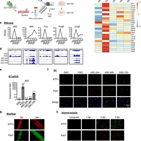 ATF3 is rapidly and transiently induced during SC early activation a ...