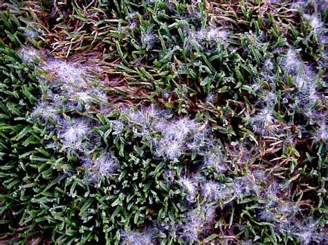 Pythium Blight Turf