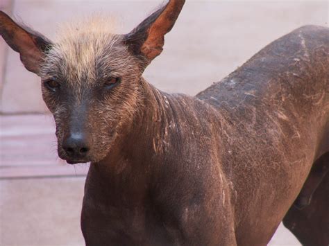 Chien nu du Pérou caractère et éducation PagesJaunes