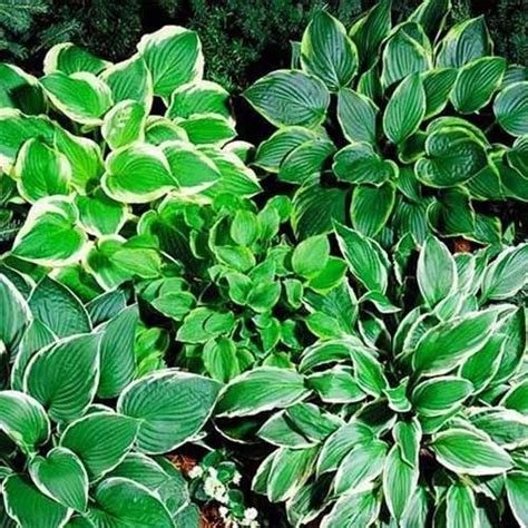 Хоста Микс 🌱 - купить корневища и саженцы в горшках в Украине | FLORIUM.UA