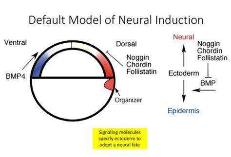 Neural Development Flashcards Quizlet