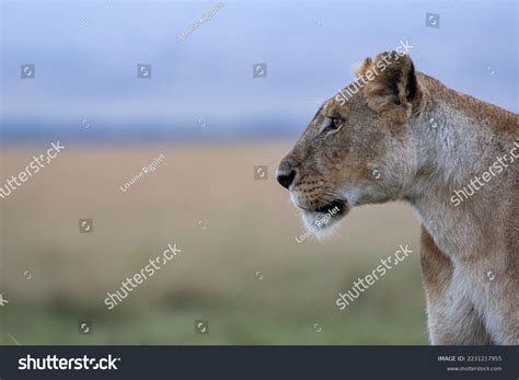Lioness Sitting Profile
