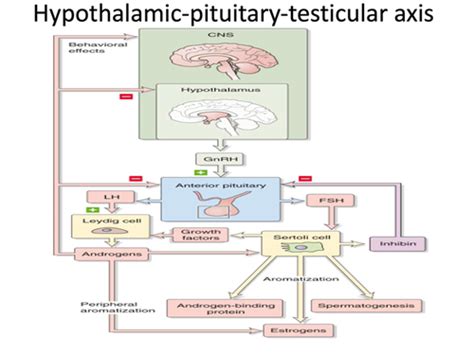 Sex Steroids Flashcards Quizlet