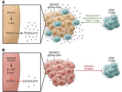 Jci Resisting Fatal Attraction A Glioma Oncometabolite Prevents Cd8