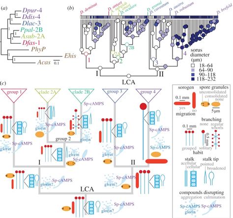 Phylogeny Correction And Ancestral State Reconstruction A Download Scientific Diagram