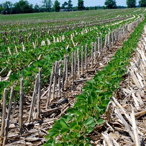 Should Agronomic Practices Focus More Heavily On Soybeans
