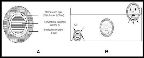 A Multiple Unit Oral Floating Drug Delivery System B Working Download Scientific Diagram