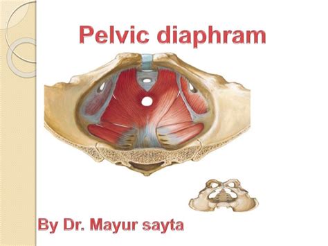 Pelvic Diaphragm Ppt