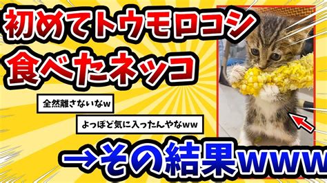 【2ch動物スレ】はじめてトウモロコシを食べたネッコが可愛すぎる → 絶対手から離さない Youtube