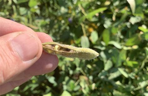 Soybean Nitrogen Nutrition