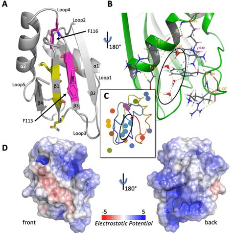 Structural Features Of Trmt2a Rrm Resolution 20 Å A X Ray