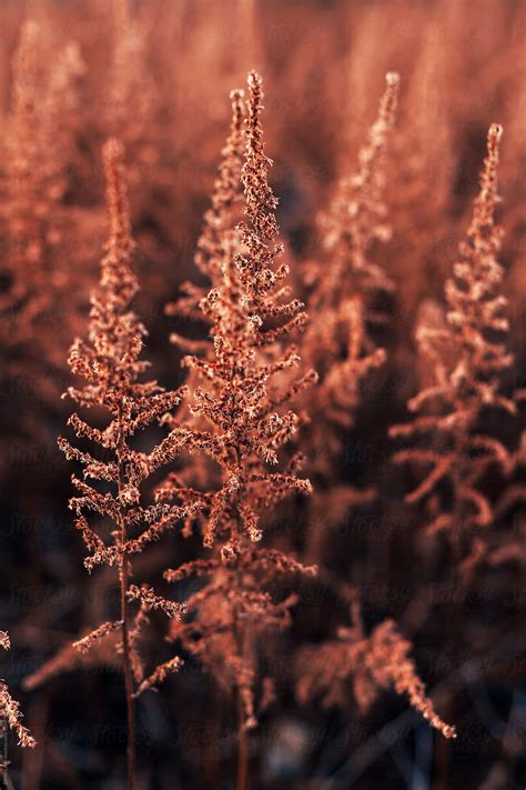 Autumn Plant By Stocksy Contributor Eldad Carin Stocksy