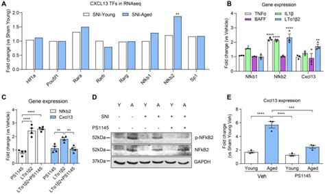 Science：为什么老年人神经损伤后难以恢复？可逆的cd8 T细胞与神经元交流导致衰老依赖的神经再生衰退 知乎