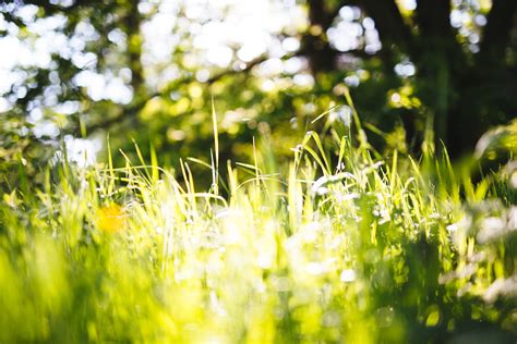 Free Images Tree Nature Forest Branch Blossom Light Plant