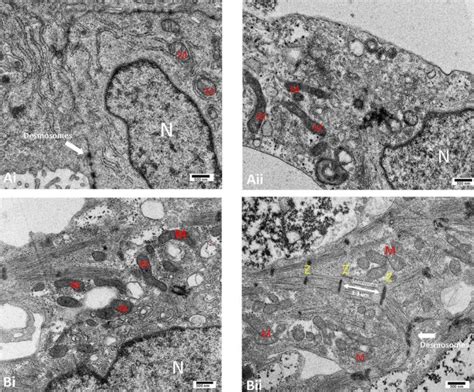 Science In Vancouver On Linkedin Using Human Induced Pluripotent Stem