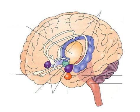 Diagram Of Système Limbique Quizlet