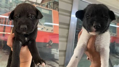 Estos Son Los Dos Cachorros Rescatados En La Línea 12 Del Metro Cdmx