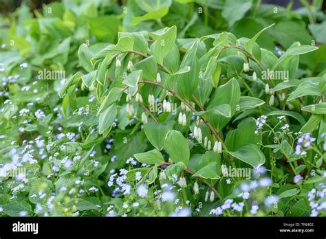 Angular Solomons Seal Polygonatum Odoratum Variegatum Polygonatum