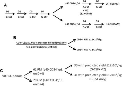 Cd34 Hsc Mobilization Algorithm G Csf Was Given Subcutaneously At Download Scientific