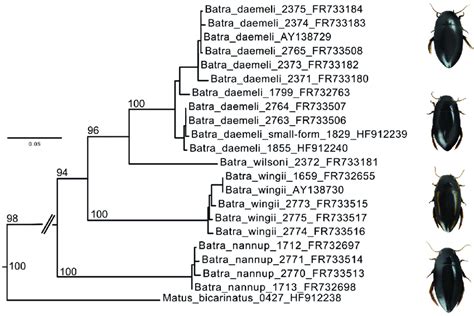 Maximum Likelihood Tree For Australian Batrachomatus Node Support Are