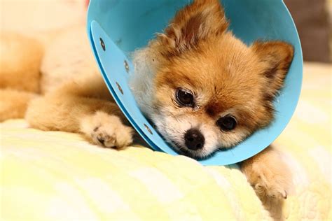 Should I Buy A Puppy With An Umbilical Hernia Groomers Land