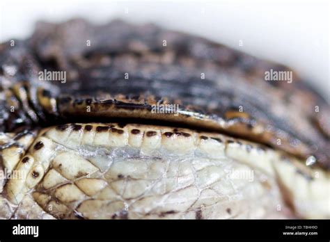 Closed Squeezed Eye Of Cub Nile Crocodile Crocodylus Niloticus Macro