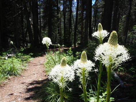 Bear Grass Archives Glacier Explorer