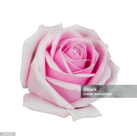 신선한 분홍색 아름 다운 장미 꽃잎과 향기 물 드롭 사랑 꽃 이나 발렌타인 날 쉽게 잘라 흰색 포함된 클리핑 경로에 기념일에 대한 스톡 사진 및 기타 이미지 Istock